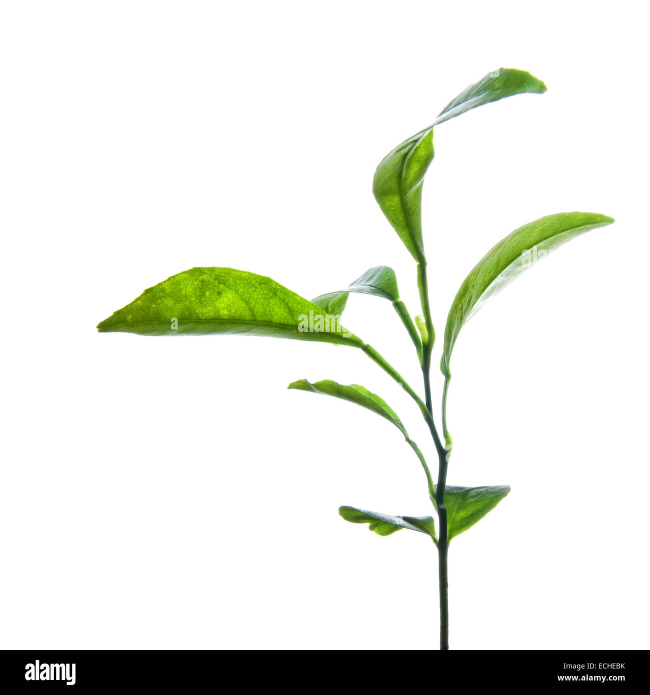 branch of green lemon leaves isolated on white Stock Photo - Alamy