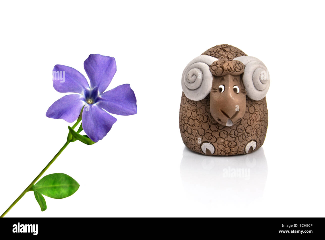funny lamb looking at violet spring flower Stock Photo - Alamy