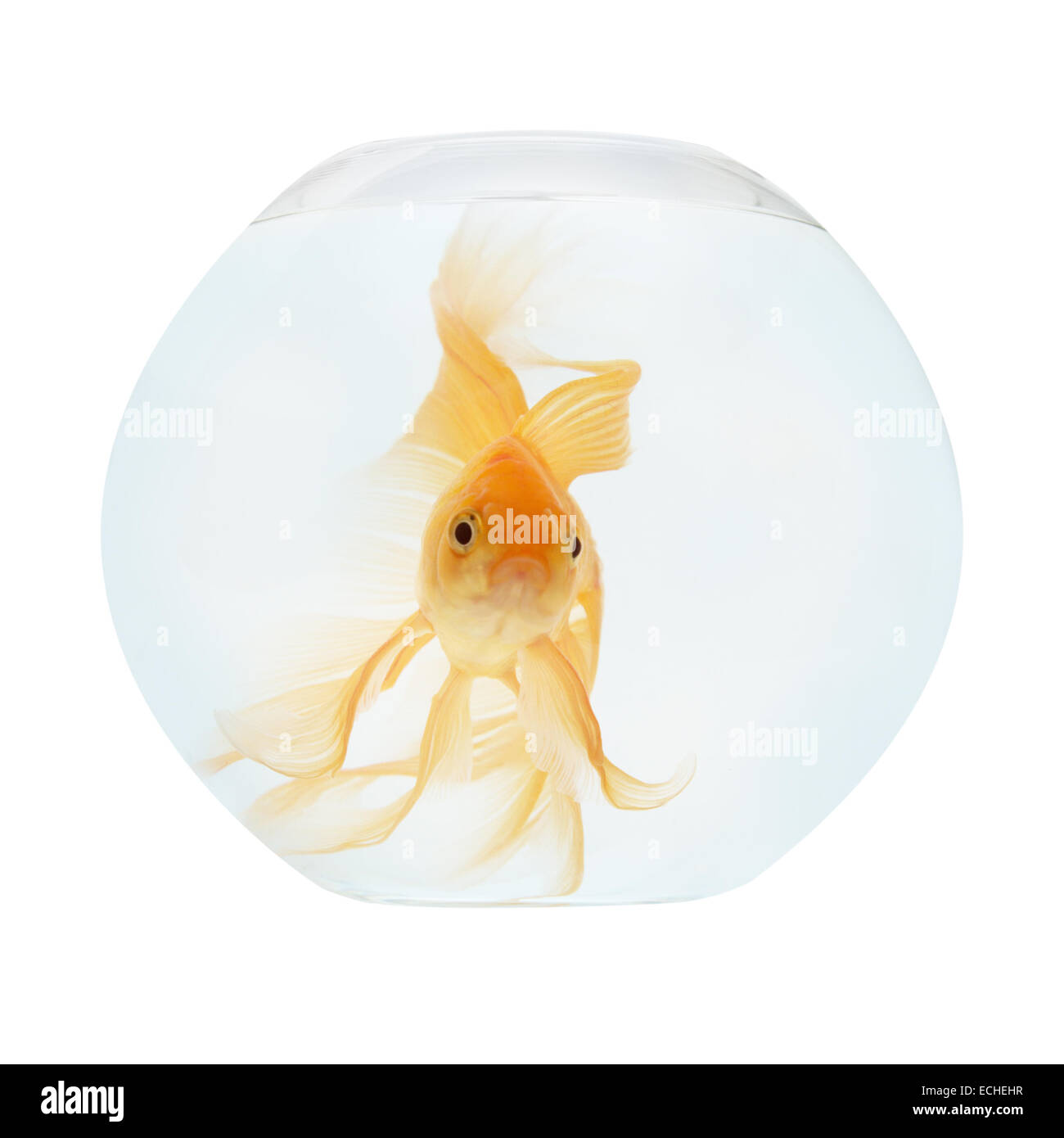 A golden fish in aquarium isolated on white Stock Photo - Alamy