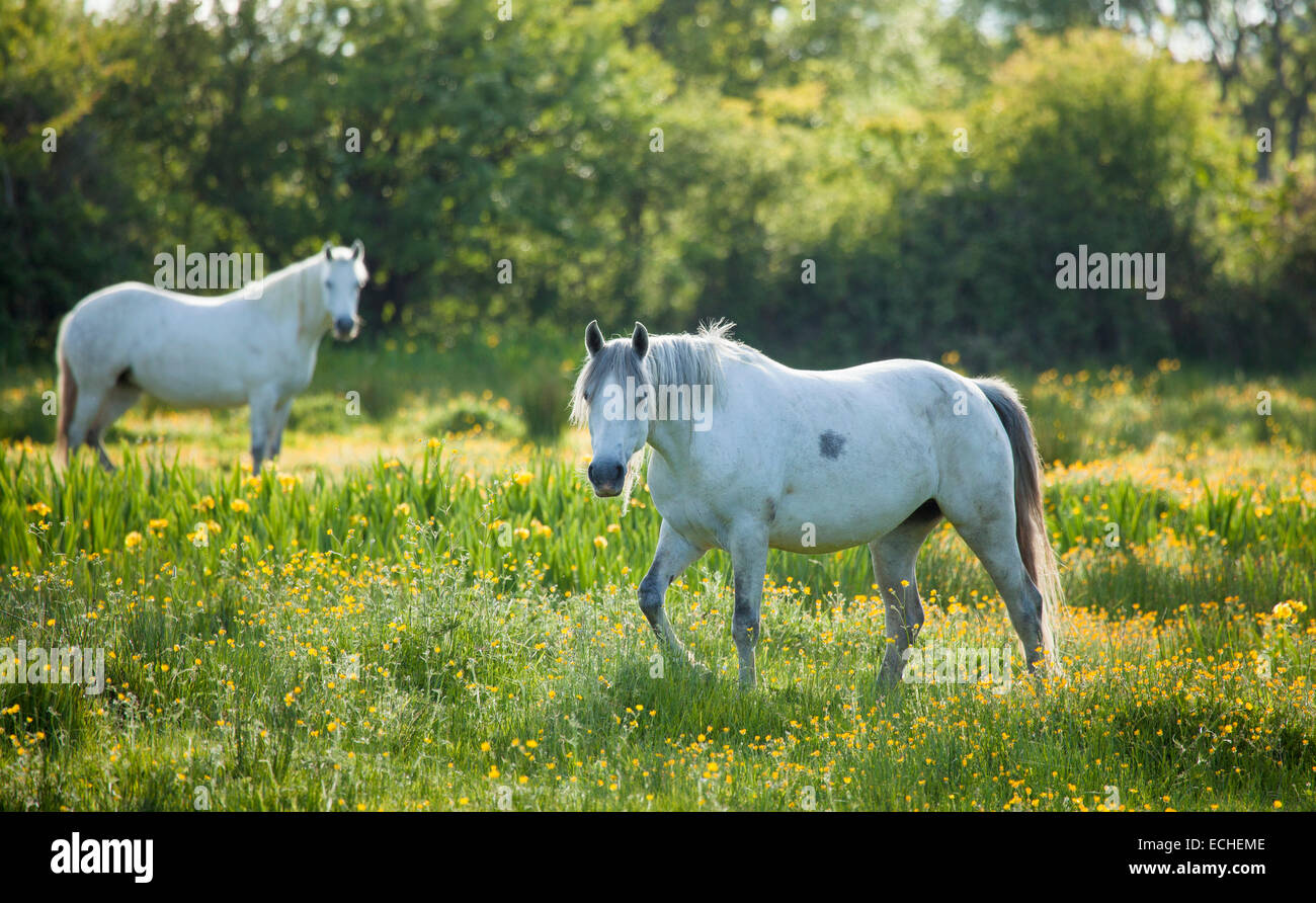 Wildflowers in connemara hi-res stock photography and images - Alamy