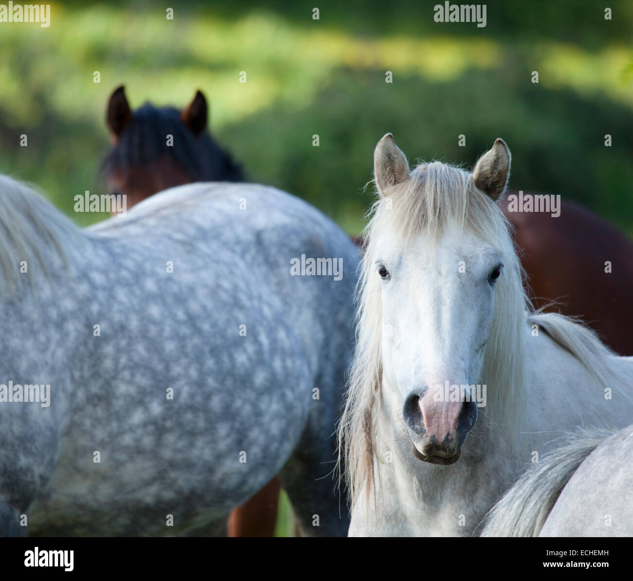Pony in ireland hi-res stock photography and images - Alamy