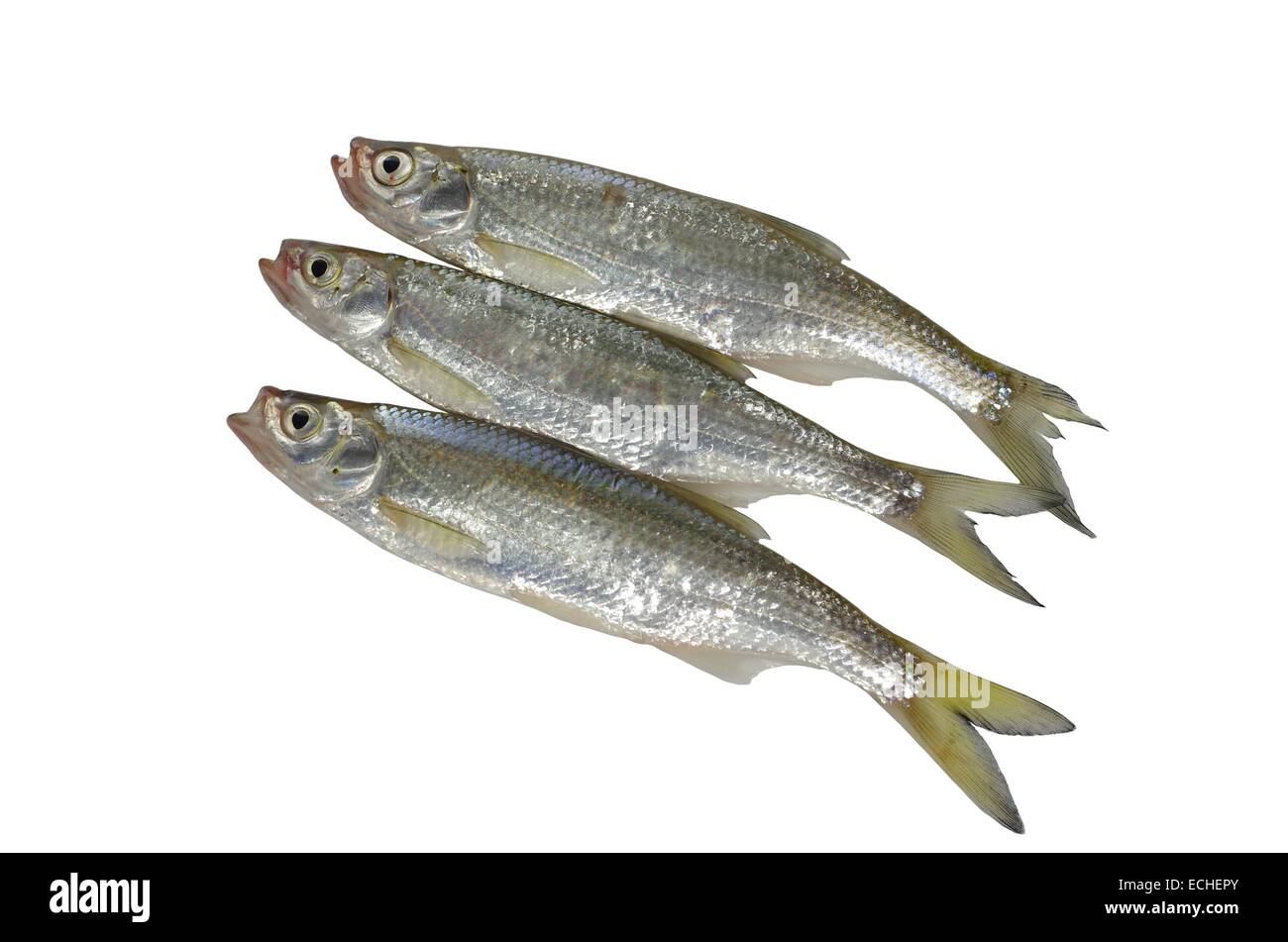 Three fishes hi-res stock photography and images - Alamy