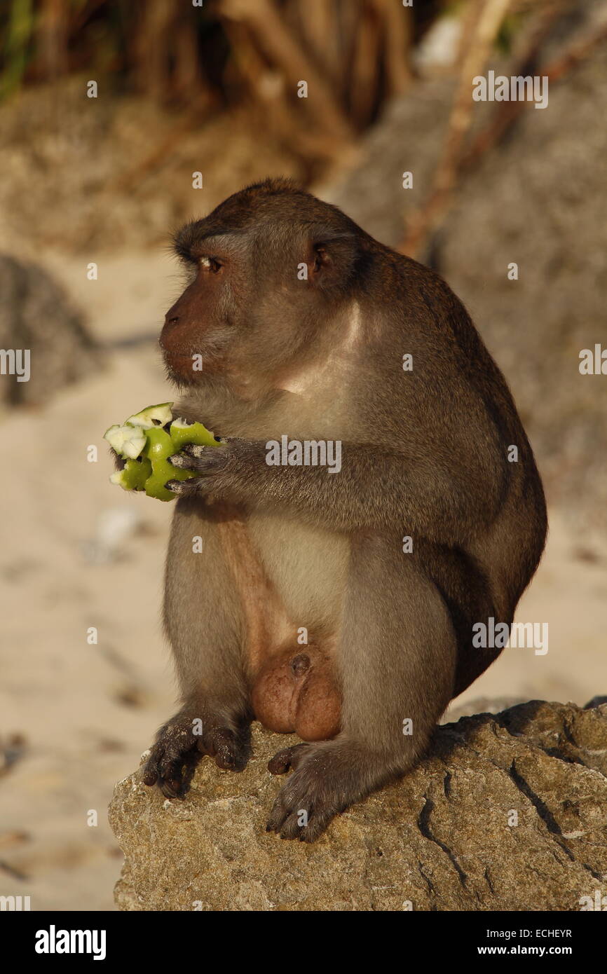 What Wild Animals Will Eat Apples at Sean Freeleagus blog