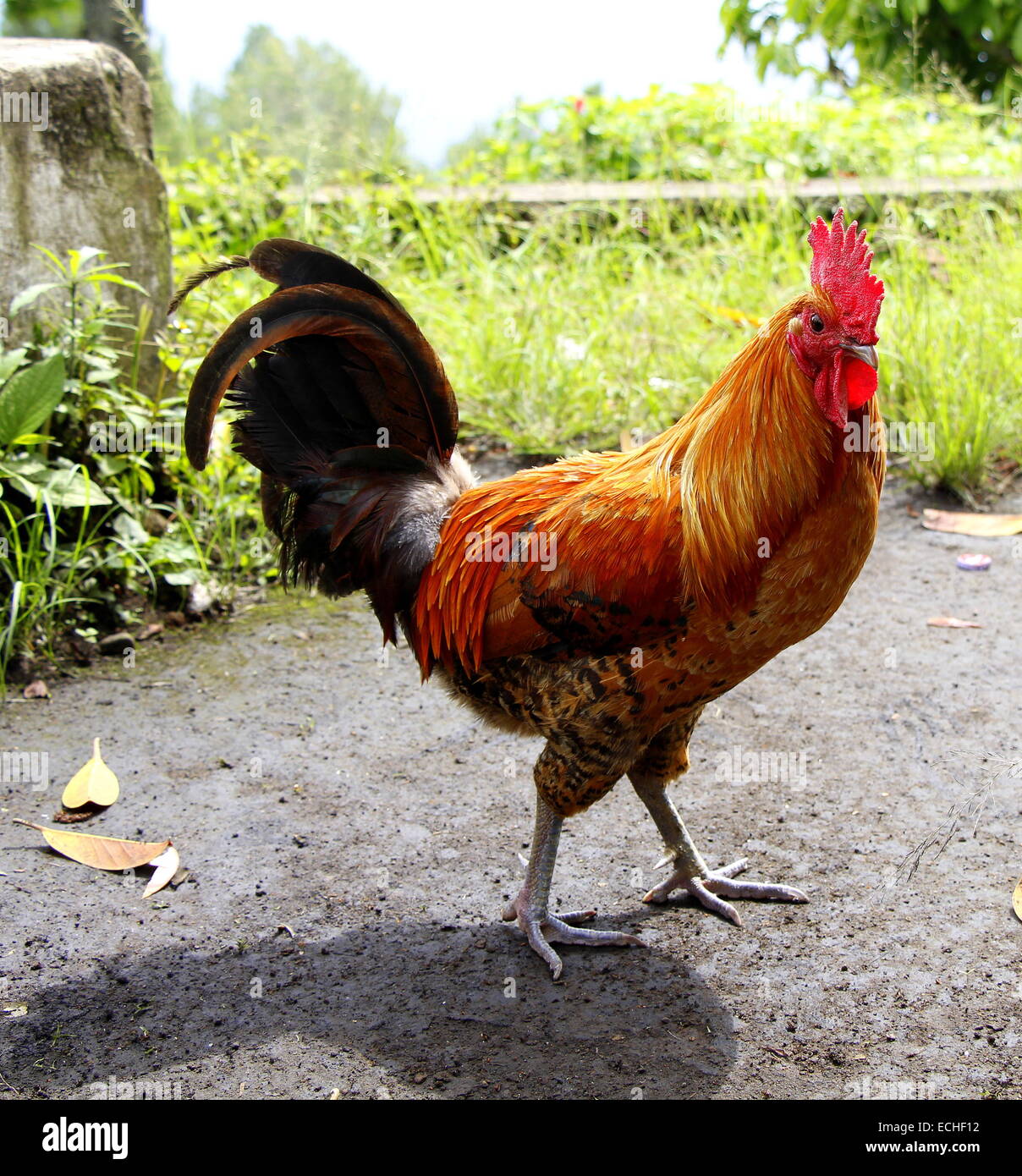 rooster the pet in the farm playing around Stock Photo - Alamy