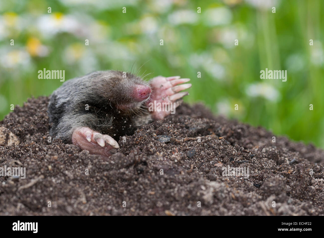 European mole hi-res stock photography and images - Alamy