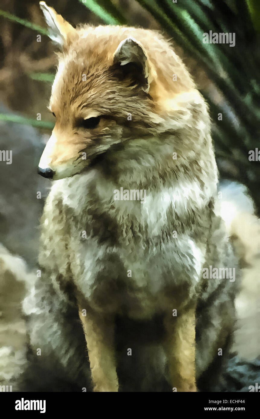 Common zorro hi-res stock photography and images - Alamy