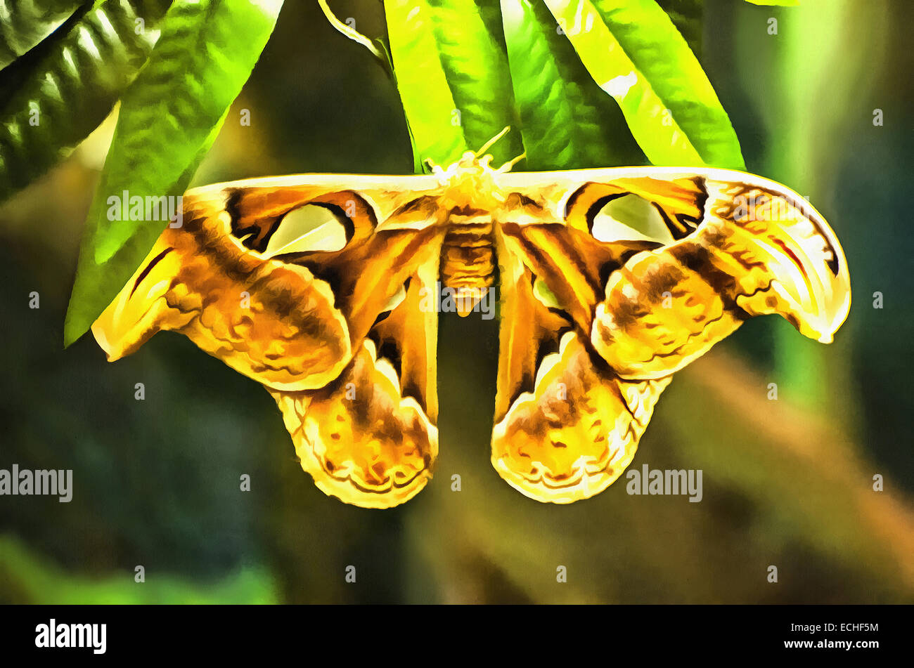 Attacus dohertyi hi-res stock photography and images - Alamy