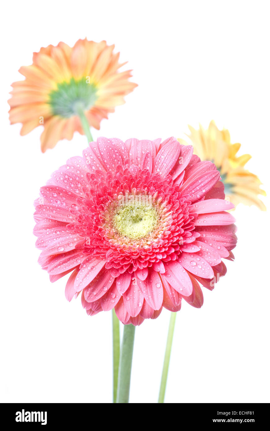 Pink daisy-gerbera with water drops isolated on white Stock Photo - Alamy