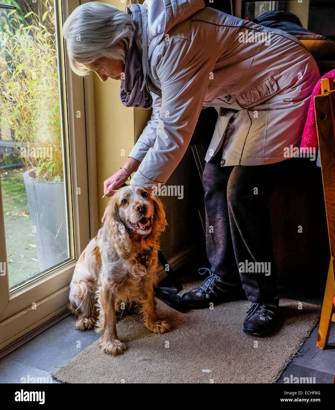 Senior woman walking dog hi-res stock photography and images - Alamy