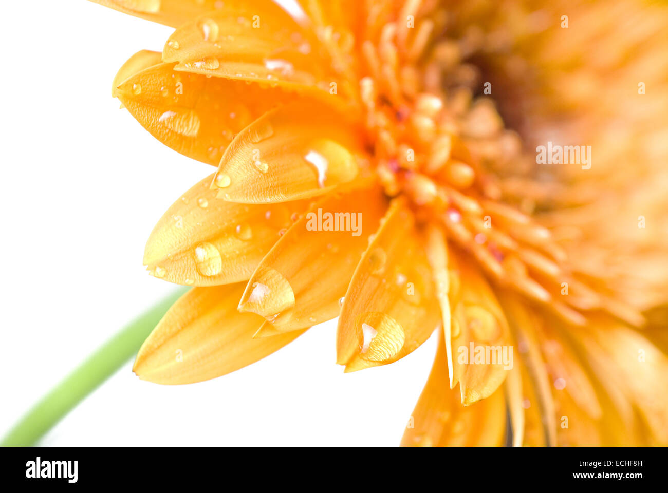 Macro of yellow daisy-gerbera head isolated on white Stock Photo - Alamy