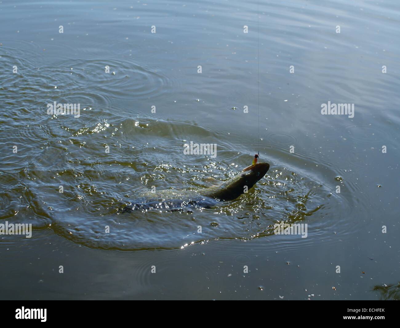 long pike on a river background Stock Photo - Alamy