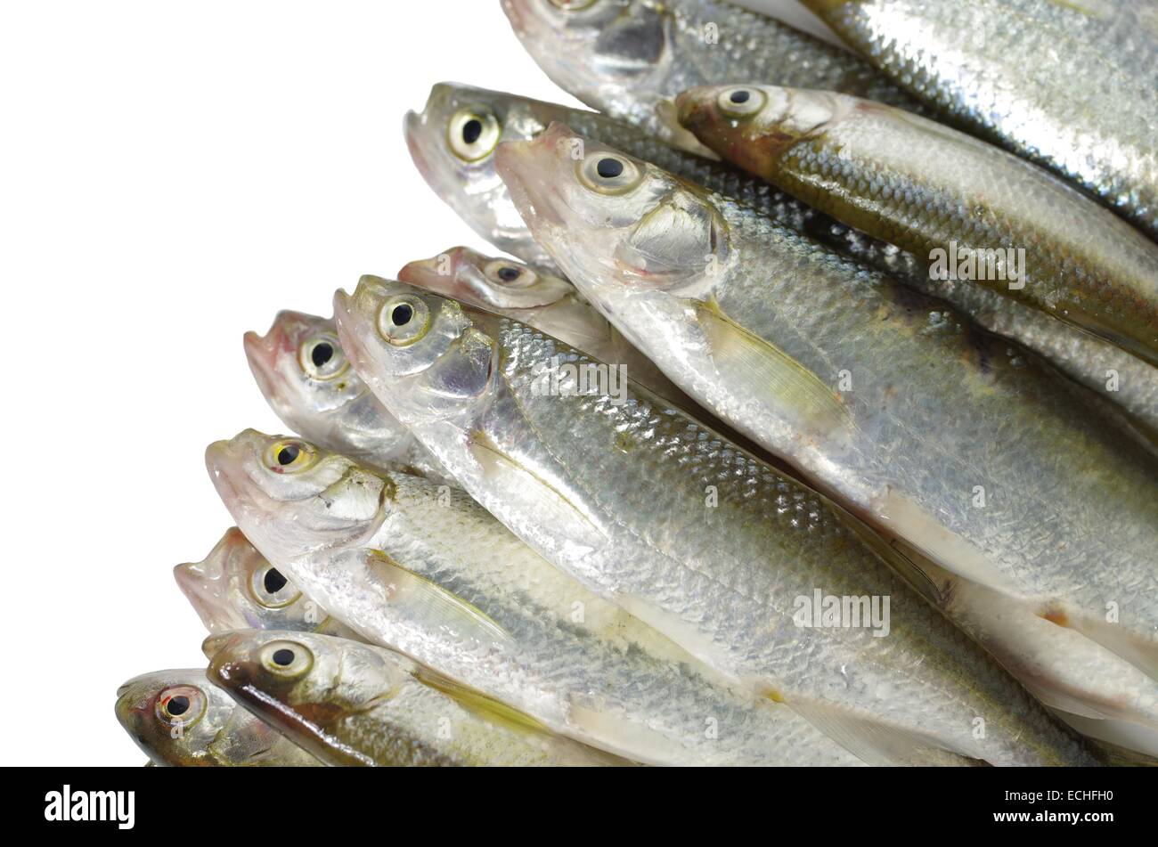 Fresh animal hi-res stock photography and images - Alamy