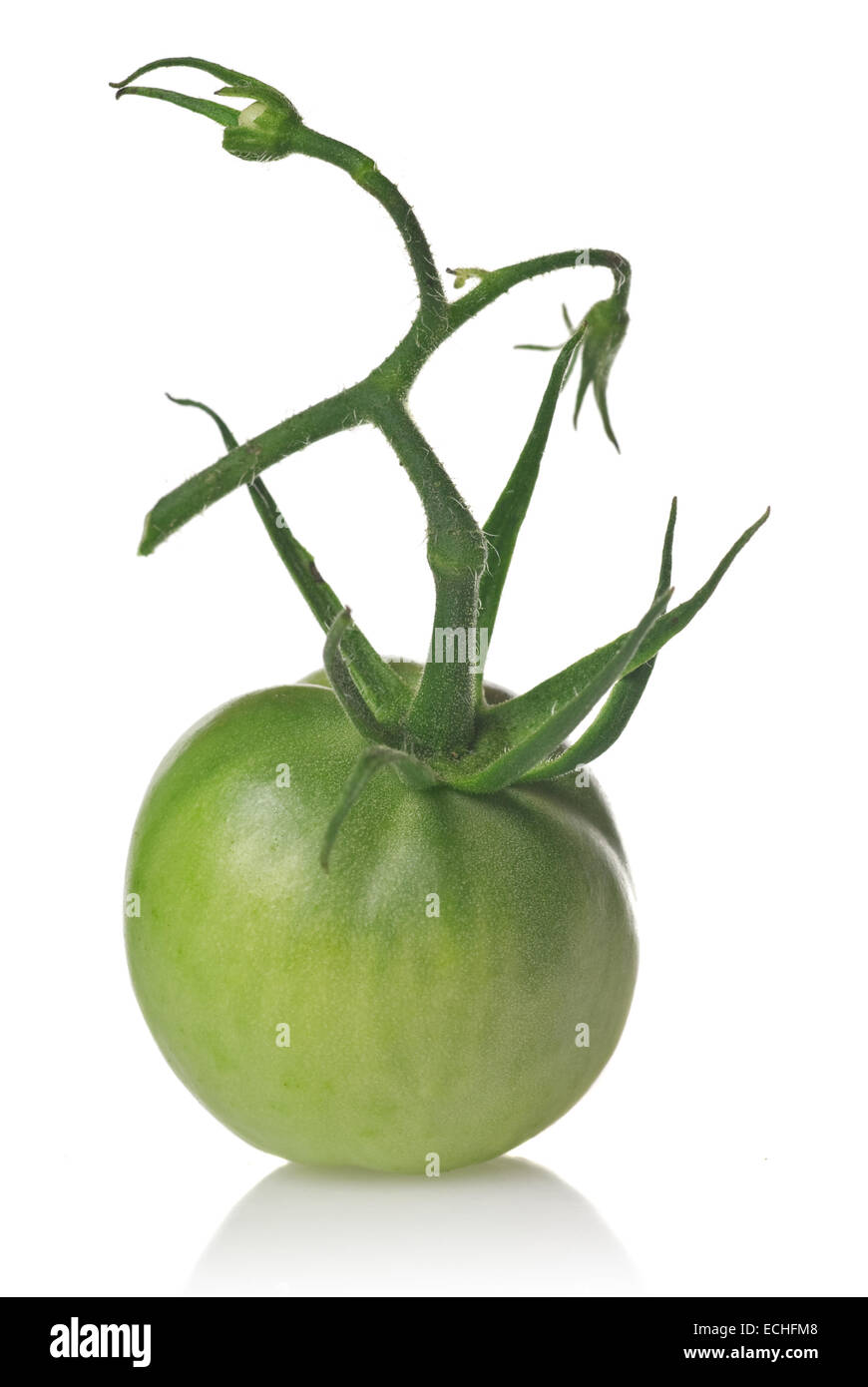 green tomato isolated on white Stock Photo - Alamy