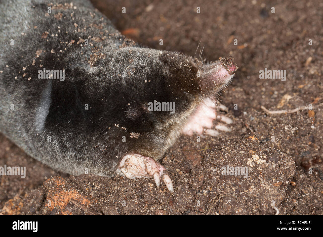 European mole, common mole, northern mole, mole, Maulwurf, Europäischer ...