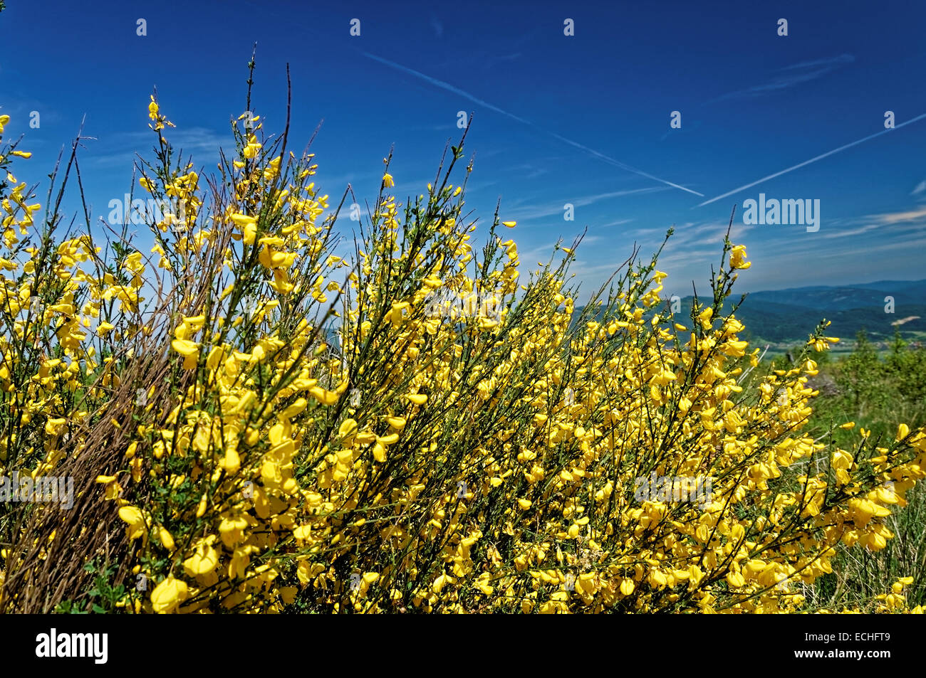 Yellow wild flowers Stock Photo - Alamy