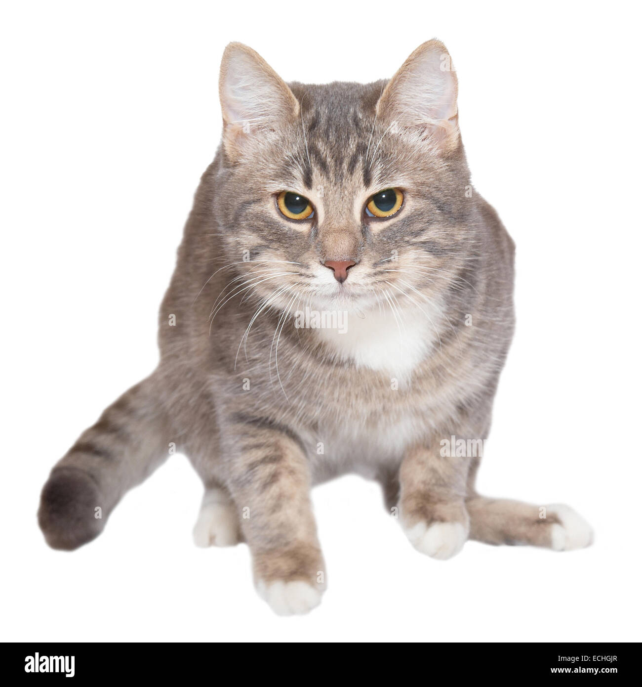 Young gray cat isolated on white background Stock Photo - Alamy