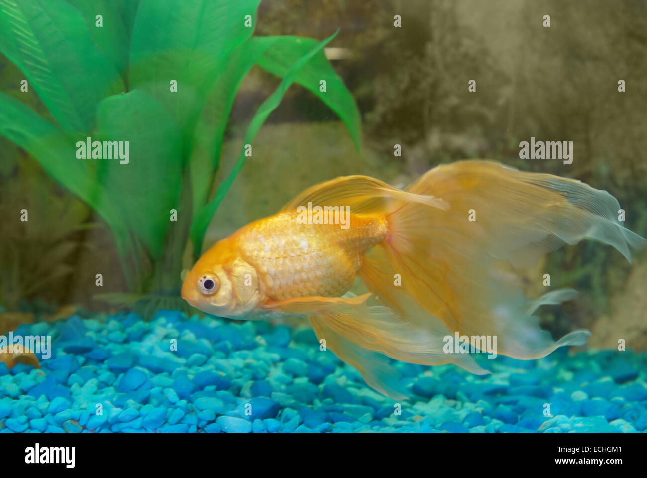 Tropical golden fish in aquarium Stock Photo - Alamy