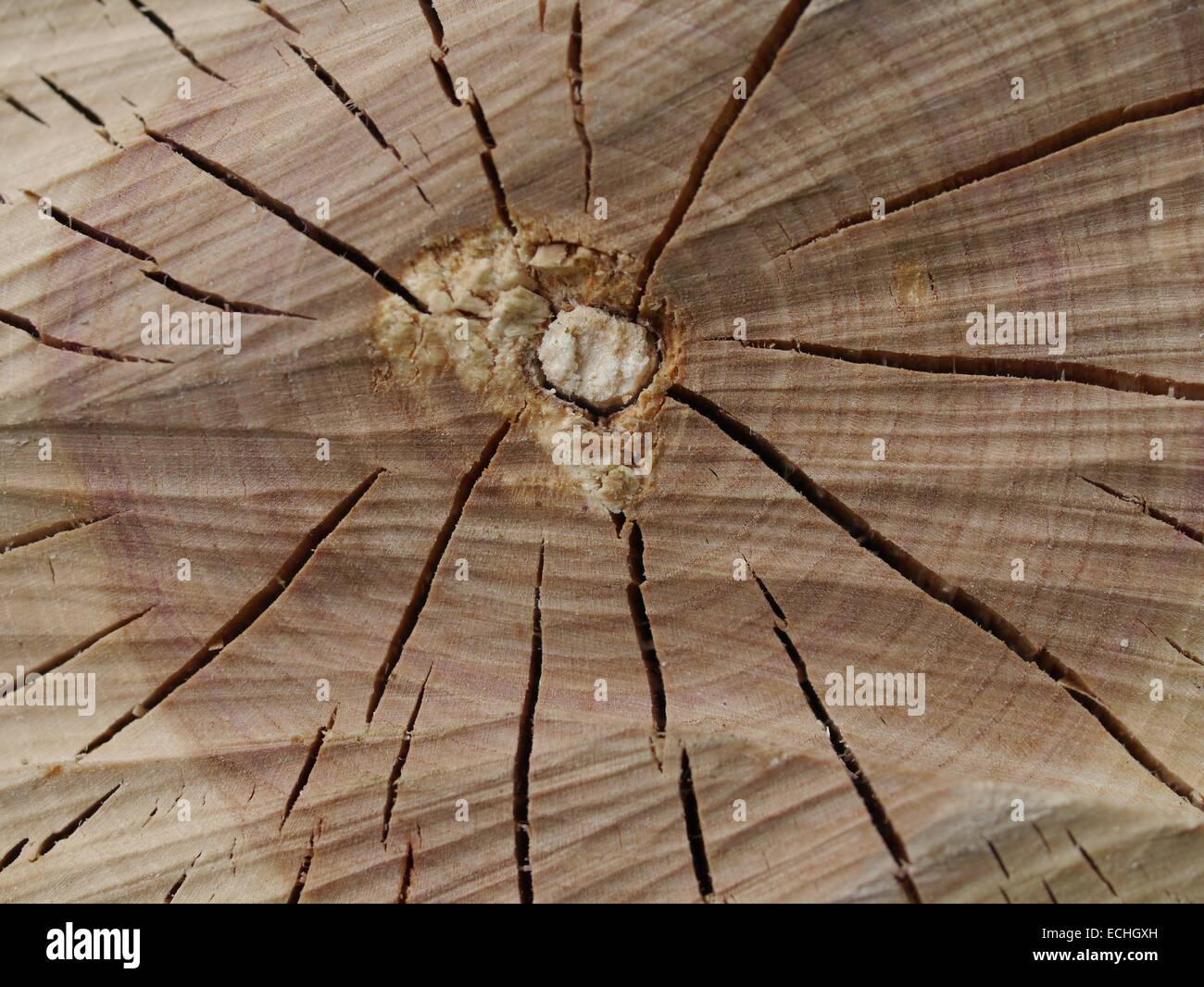Texture cut tree macro hi-res stock photography and images - Alamy