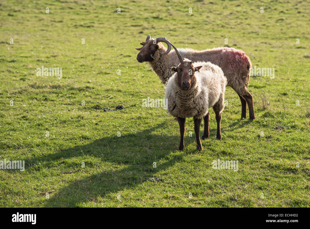 Manx Loaghtan sheep at Cregneash, Isle of Man Stock Photo - Alamy