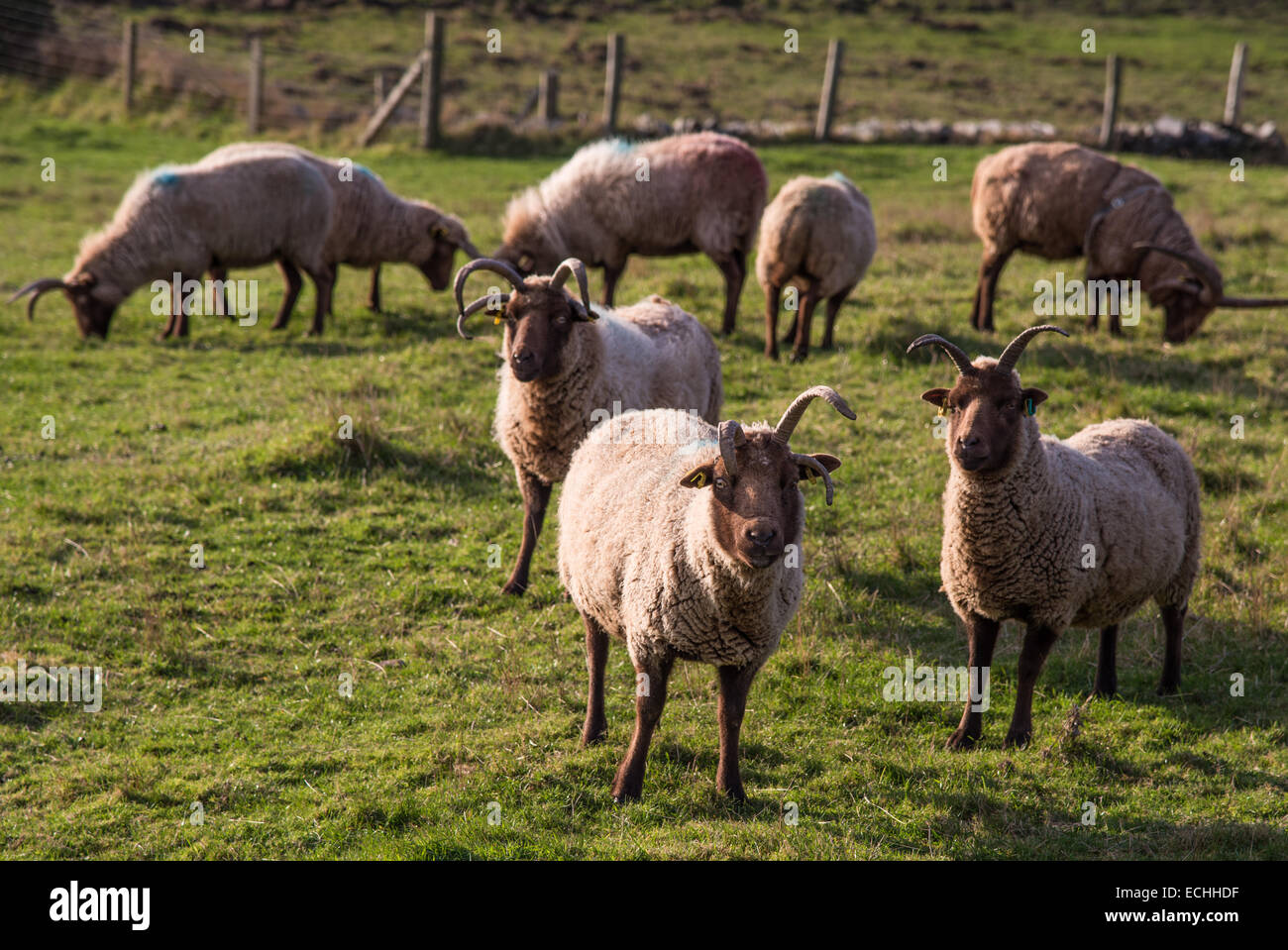 Manx loaghtan sheep hi-res stock photography and images - Alamy