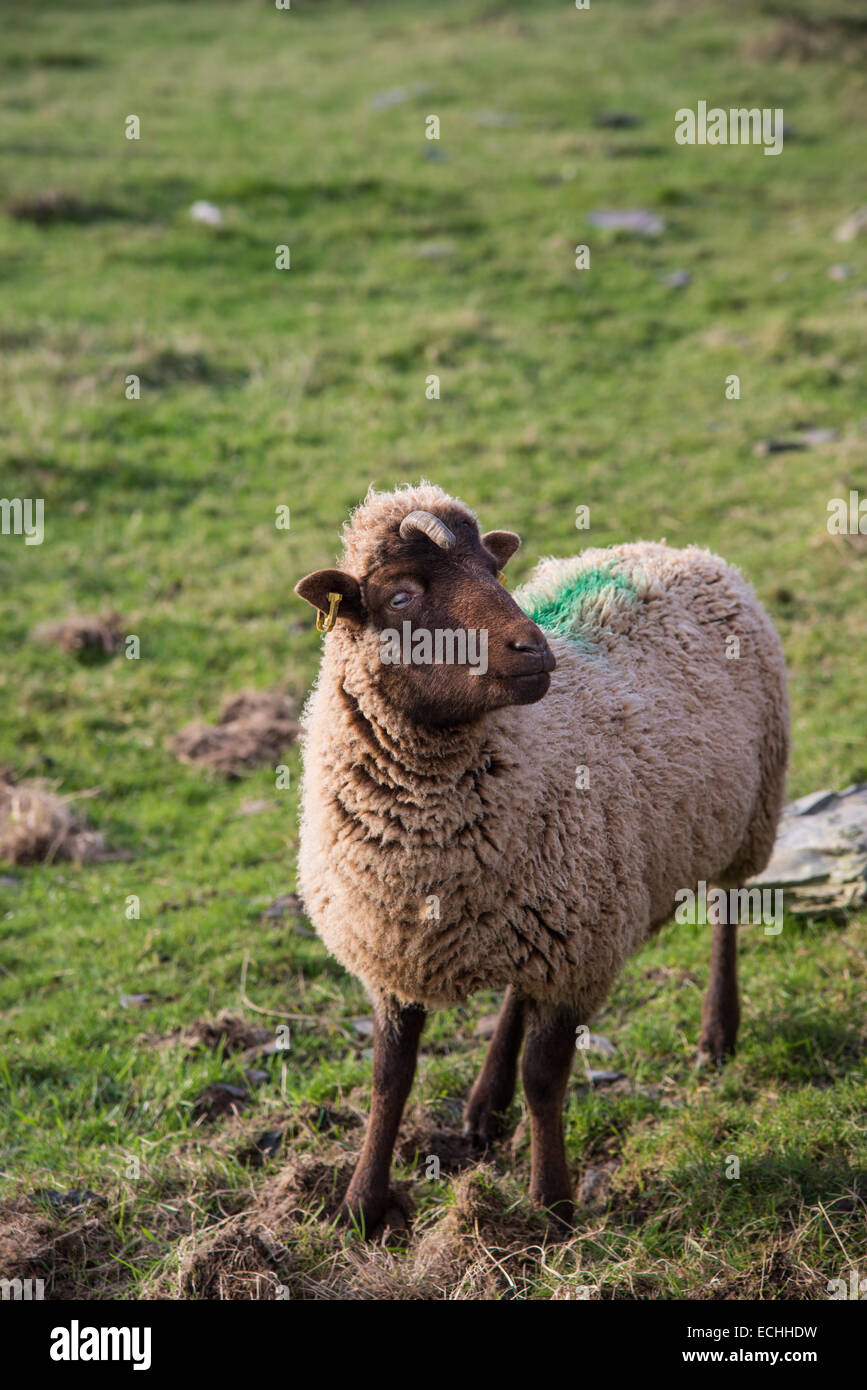 Manx loaghtan ewe hi-res stock photography and images - Alamy