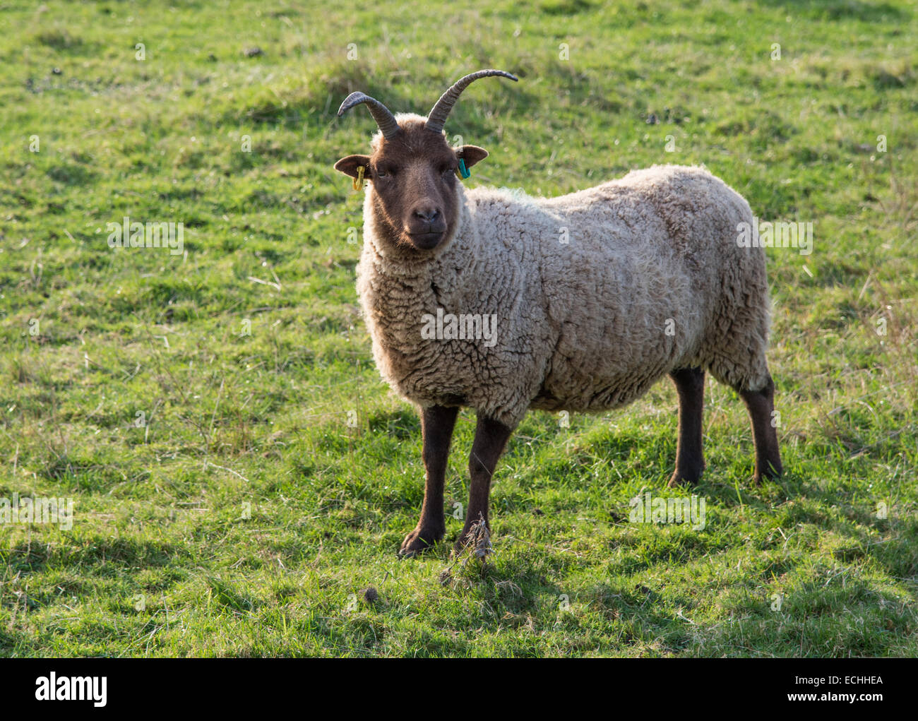 Manx loaghtan hi-res stock photography and images - Alamy
