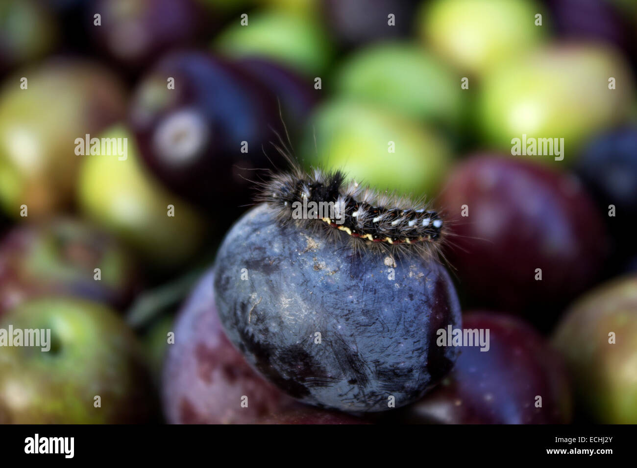 Insect village hi-res stock photography and images - Alamy