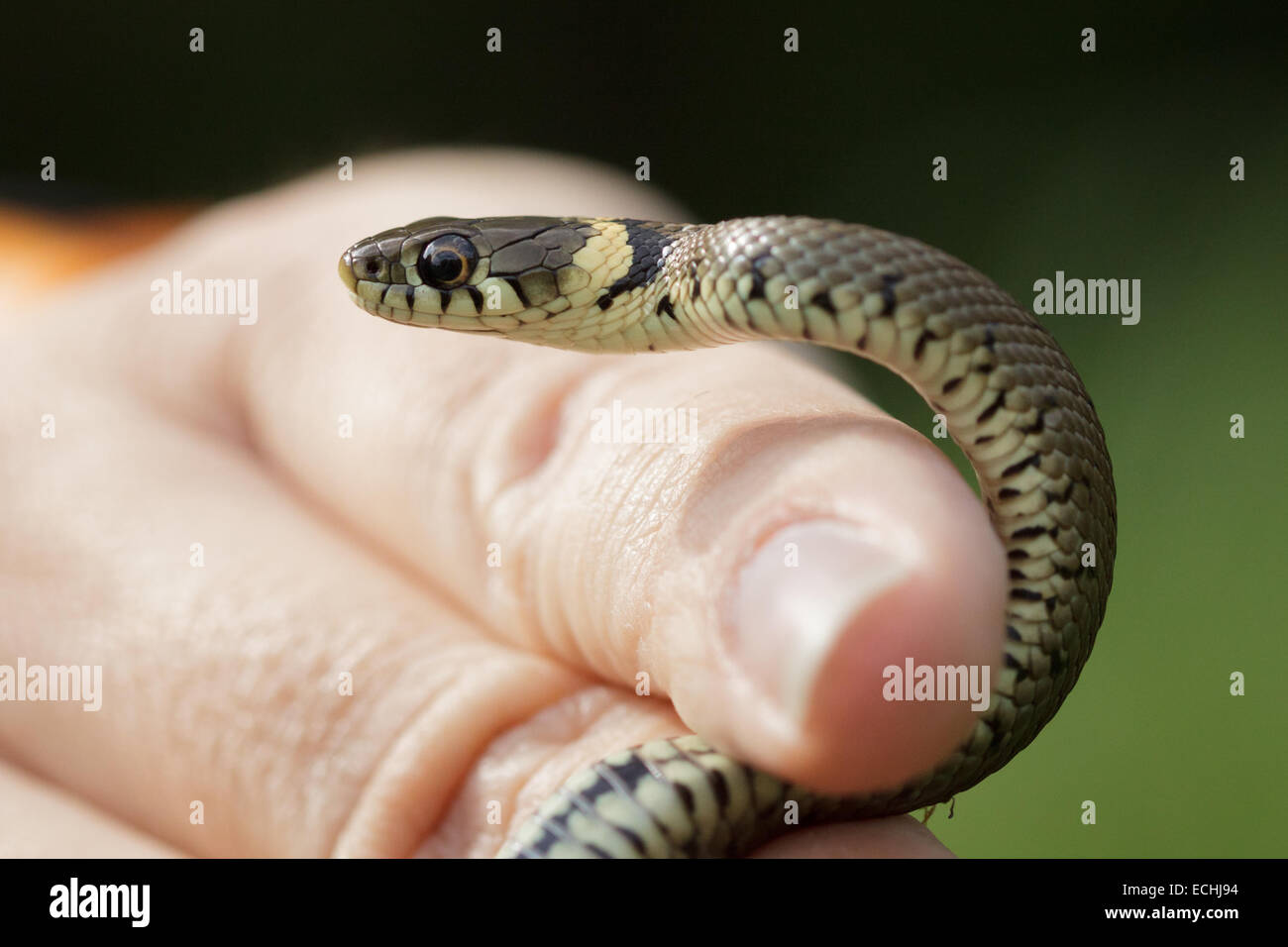 Hand holding snake hi-res stock photography and images - Alamy