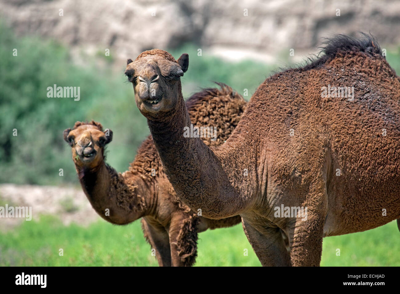 Dromedary / Arabian camel (Camelus dromedarius) female with calf in the ...