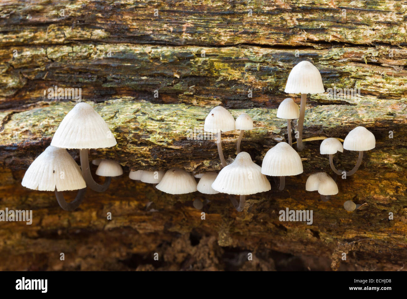 Decaying chestnut leaf hi-res stock photography and images - Alamy