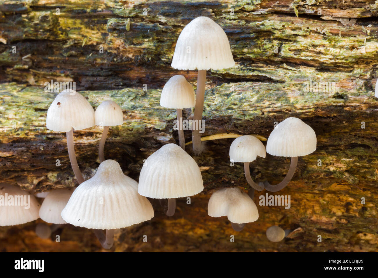 Mycena species hi-res stock photography and images - Alamy
