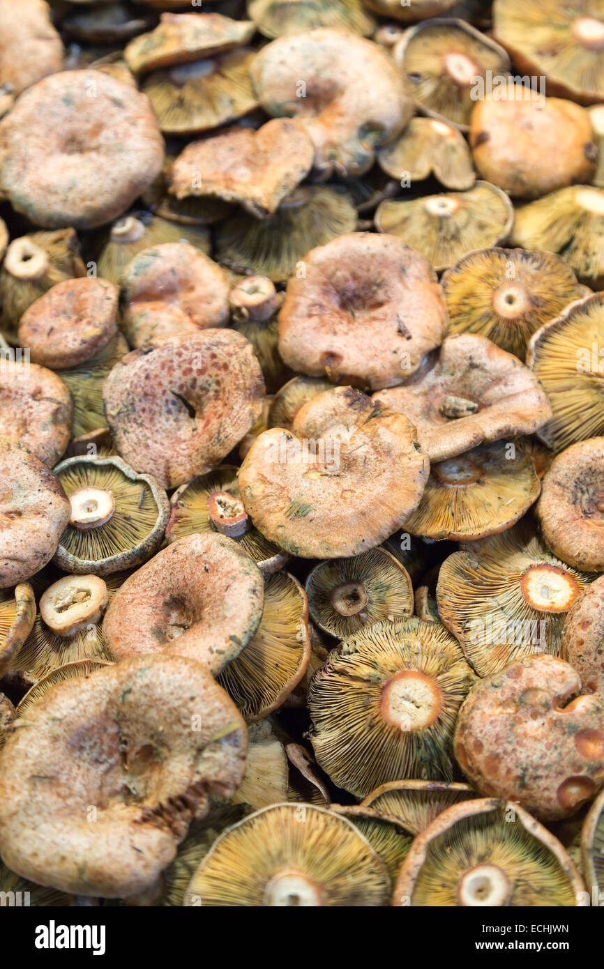 Many mushrooms at a market stall Stock Photo - Alamy