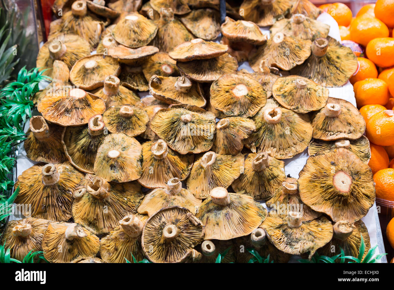 Many mushrooms at a market stall Stock Photo - Alamy