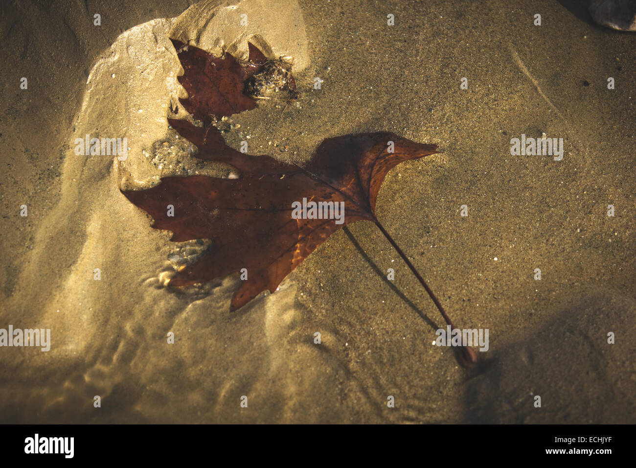 Dead nature hi-res stock photography and images - Alamy