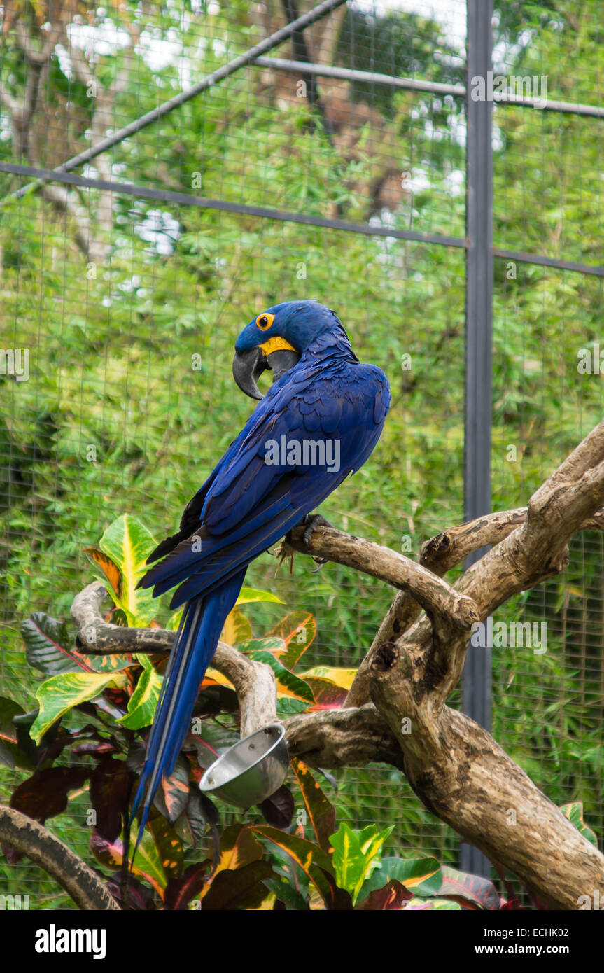 Bright wing feather hi-res stock photography and images - Alamy