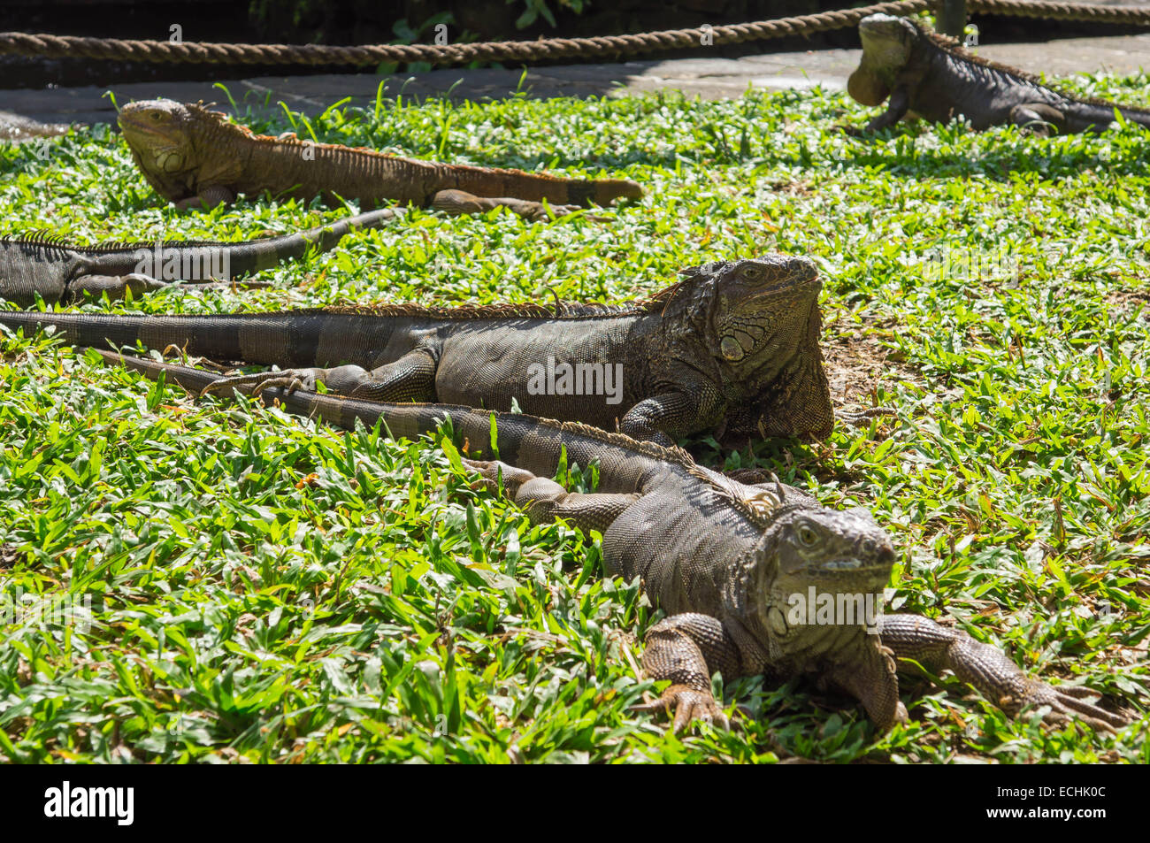 Types of lizards hi-res stock photography and images - Alamy