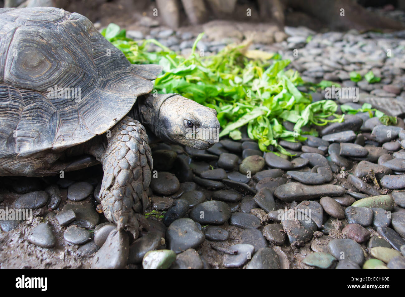 Big green turtle hi-res stock photography and images - Alamy