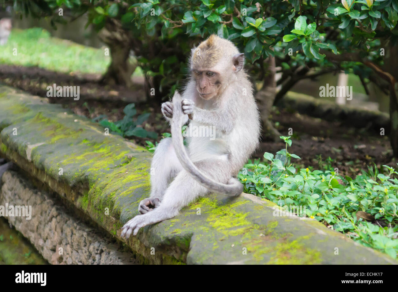 Pretty monkey hi-res stock photography and images - Alamy