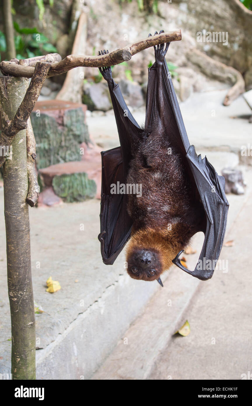 Bat hanging on a branch in park Stock Photo - Alamy