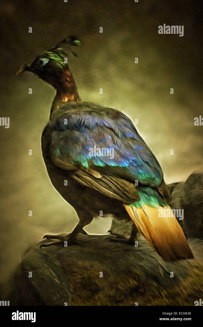 Himalayan monal (lat. Lophophorus impejanus) - bird pheasant family ...