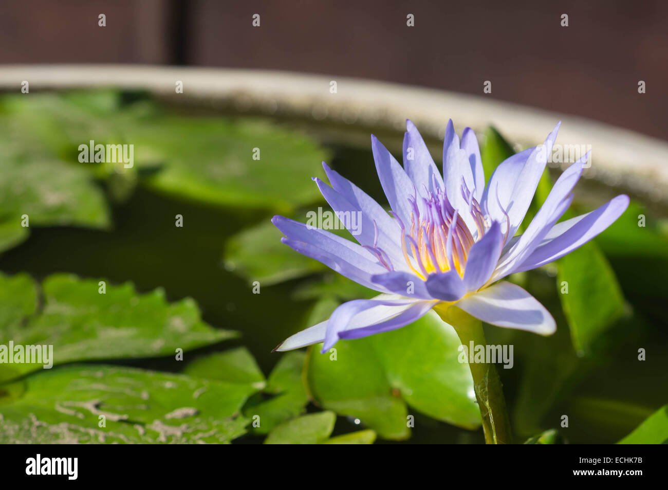 Water lily stalk hi-res stock photography and images - Alamy
