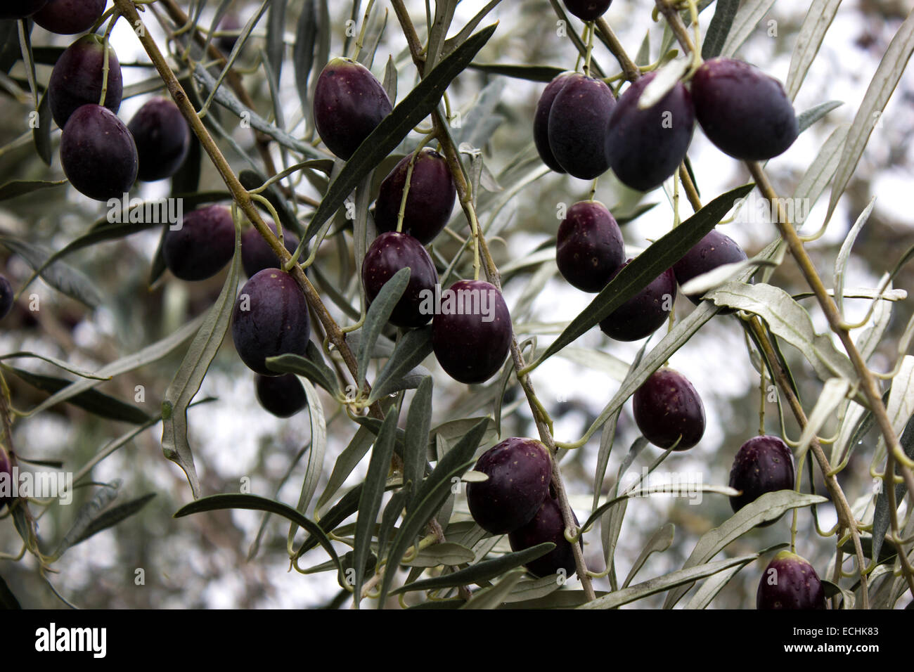 Olives fruits hi-res stock photography and images - Alamy