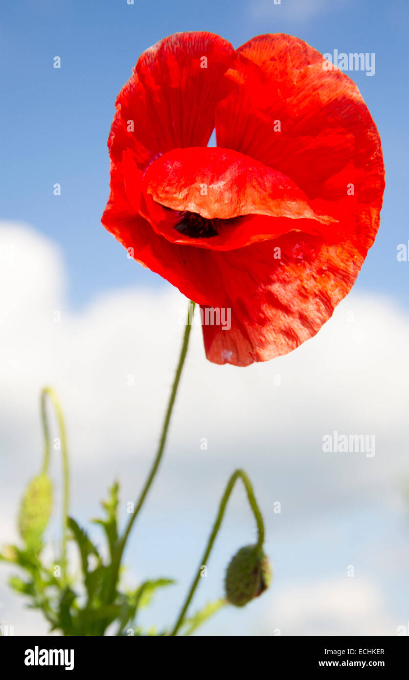 Poppy in field Stock Photo - Alamy