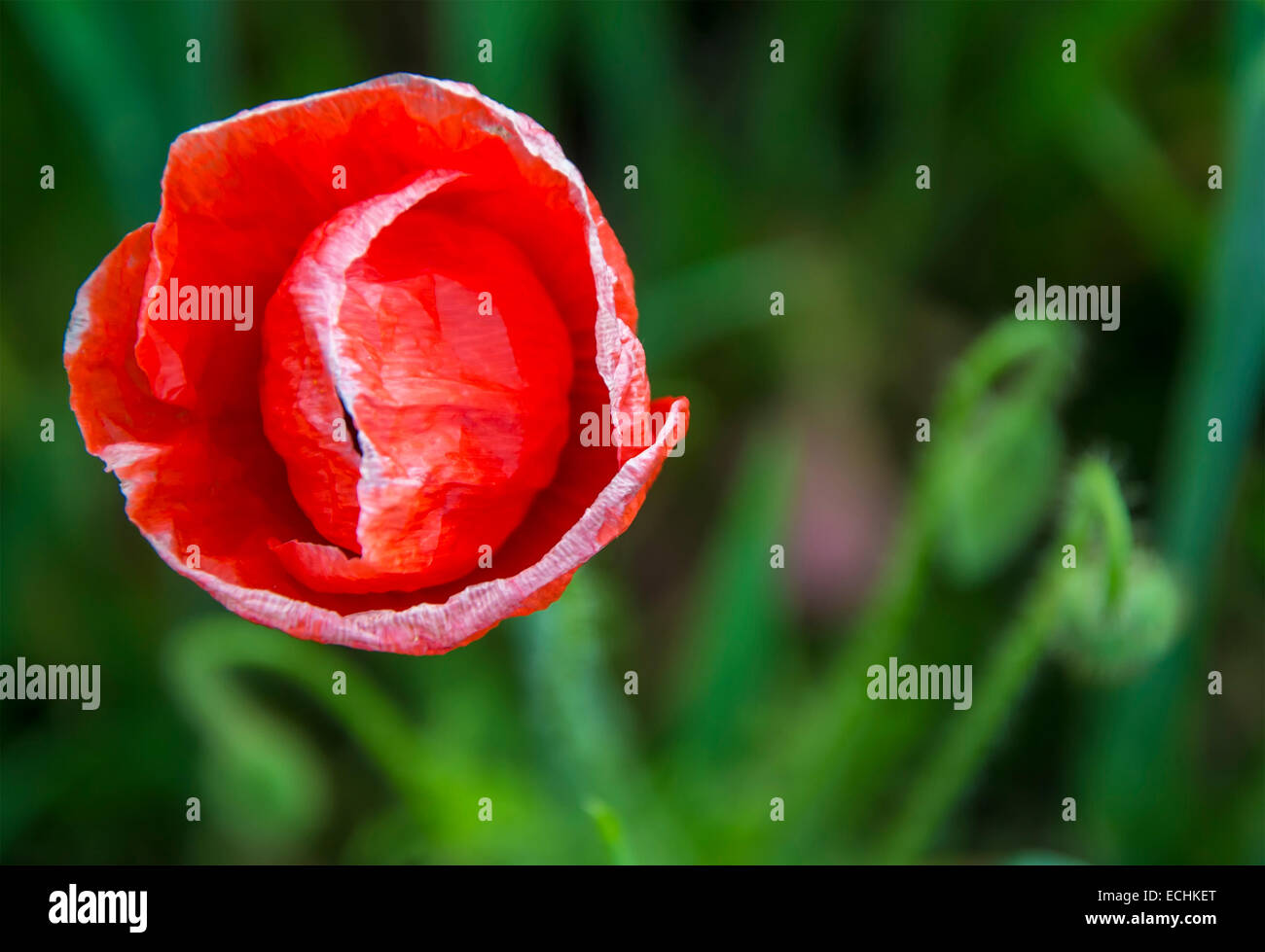 Poppy in field Stock Photo - Alamy