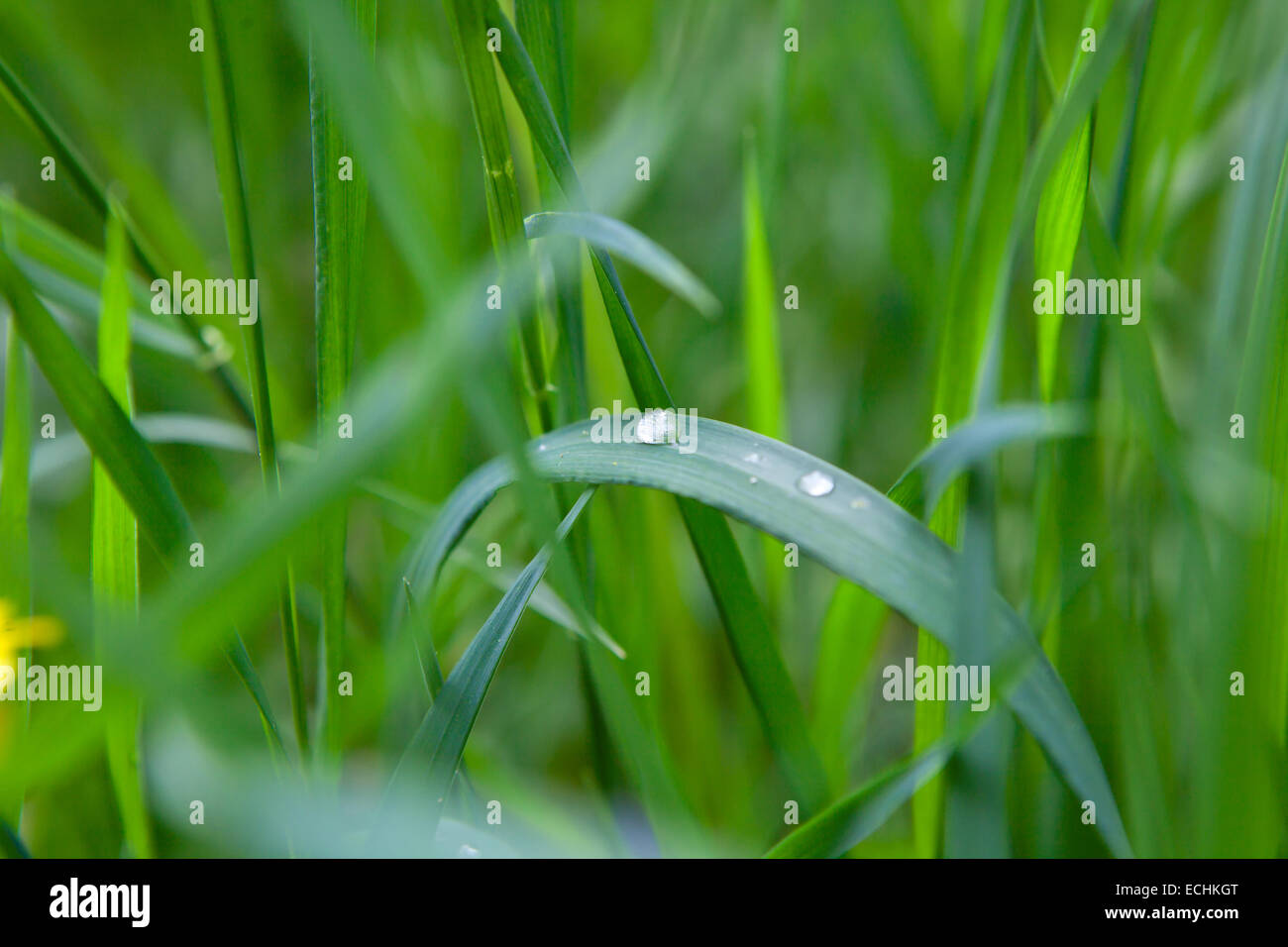 green grass with water drop Stock Photo - Alamy