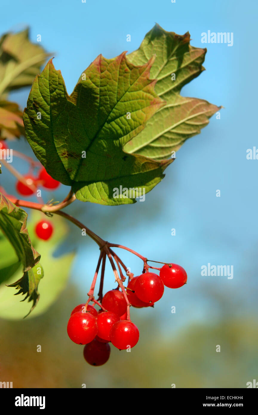red viburnum berry Stock Photo - Alamy