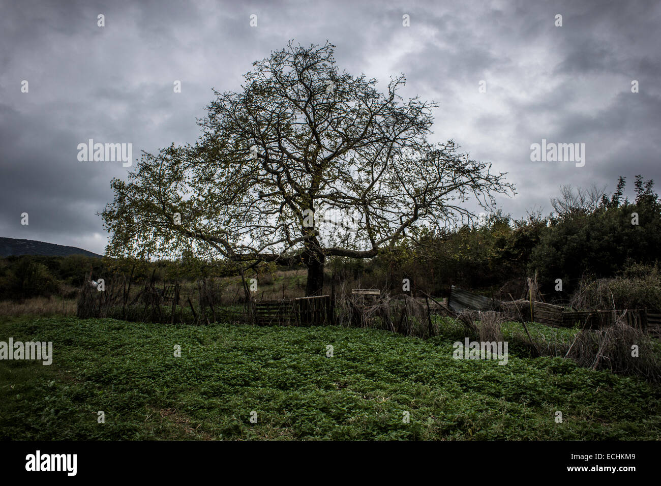 Prison tree hi-res stock photography and images - Alamy