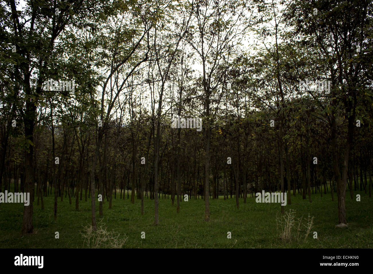 Awesome trees hi-res stock photography and images - Alamy