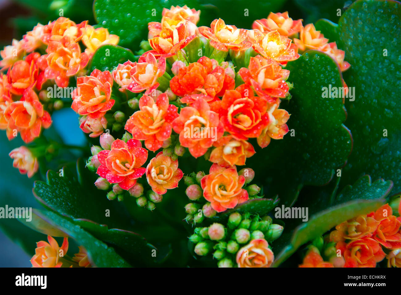 Small red flowers Stock Photo - Alamy
