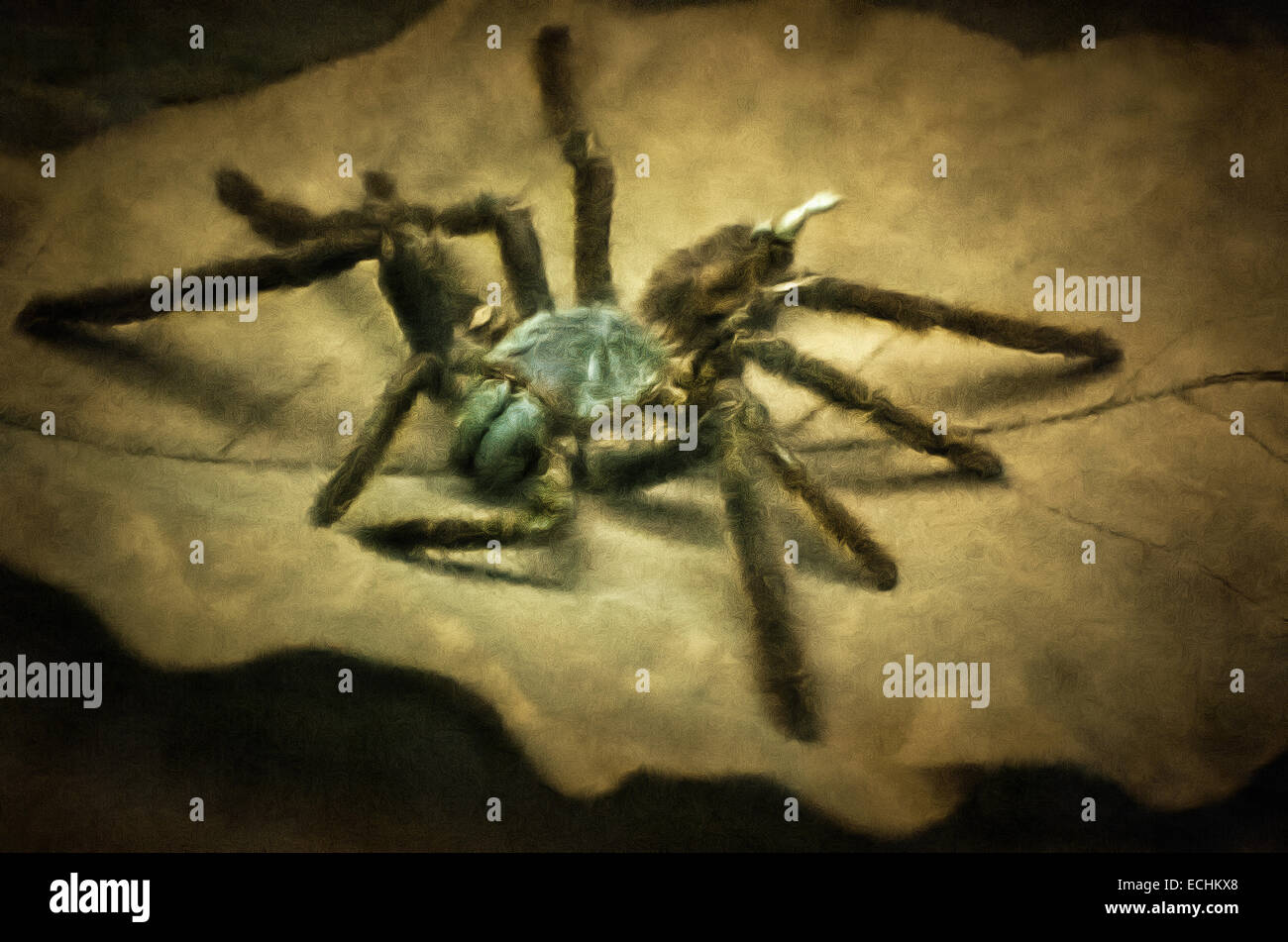 Family theraphosidae hi-res stock photography and images - Alamy